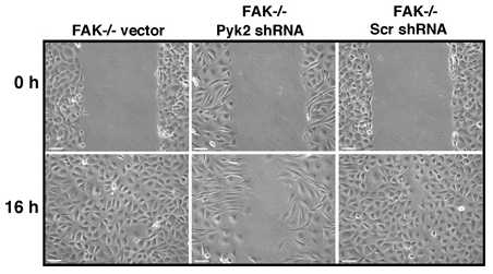 NATURAL HEALING CENTER | Articles For Your Health